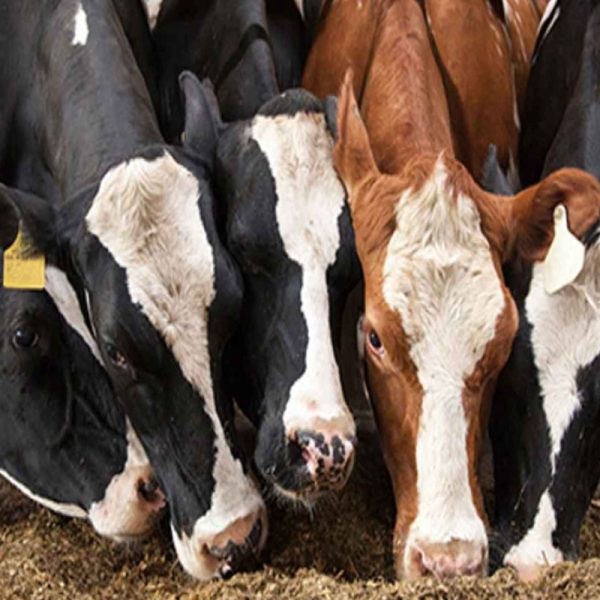 Bio Min Cattle Essential Cattle Mineral Mixture - BioNutri Internationl (Pvt) Ltd.