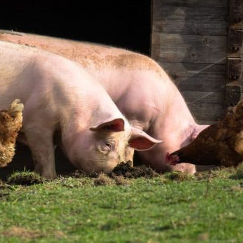 Biozyme 5000 Phytase Food Suppliment - BioNutri Internationl (Pvt) Ltd.